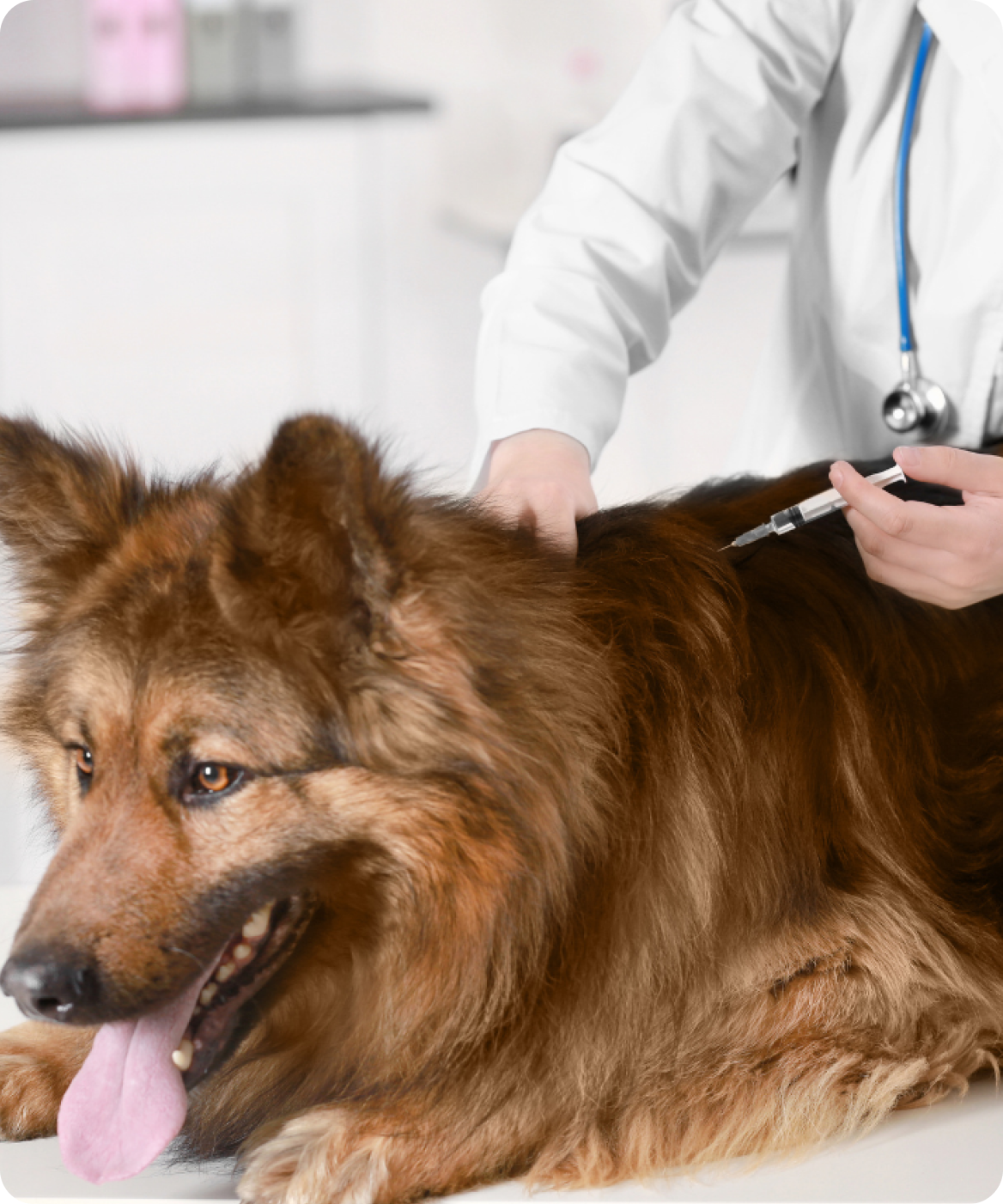 Dog Vaccination - Lindisfarne Veterinary Clinic