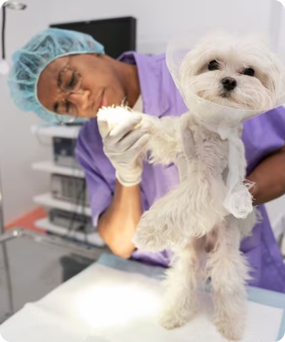 Soft Tissue Surgery - Lindisfarne Veterinary Clinic